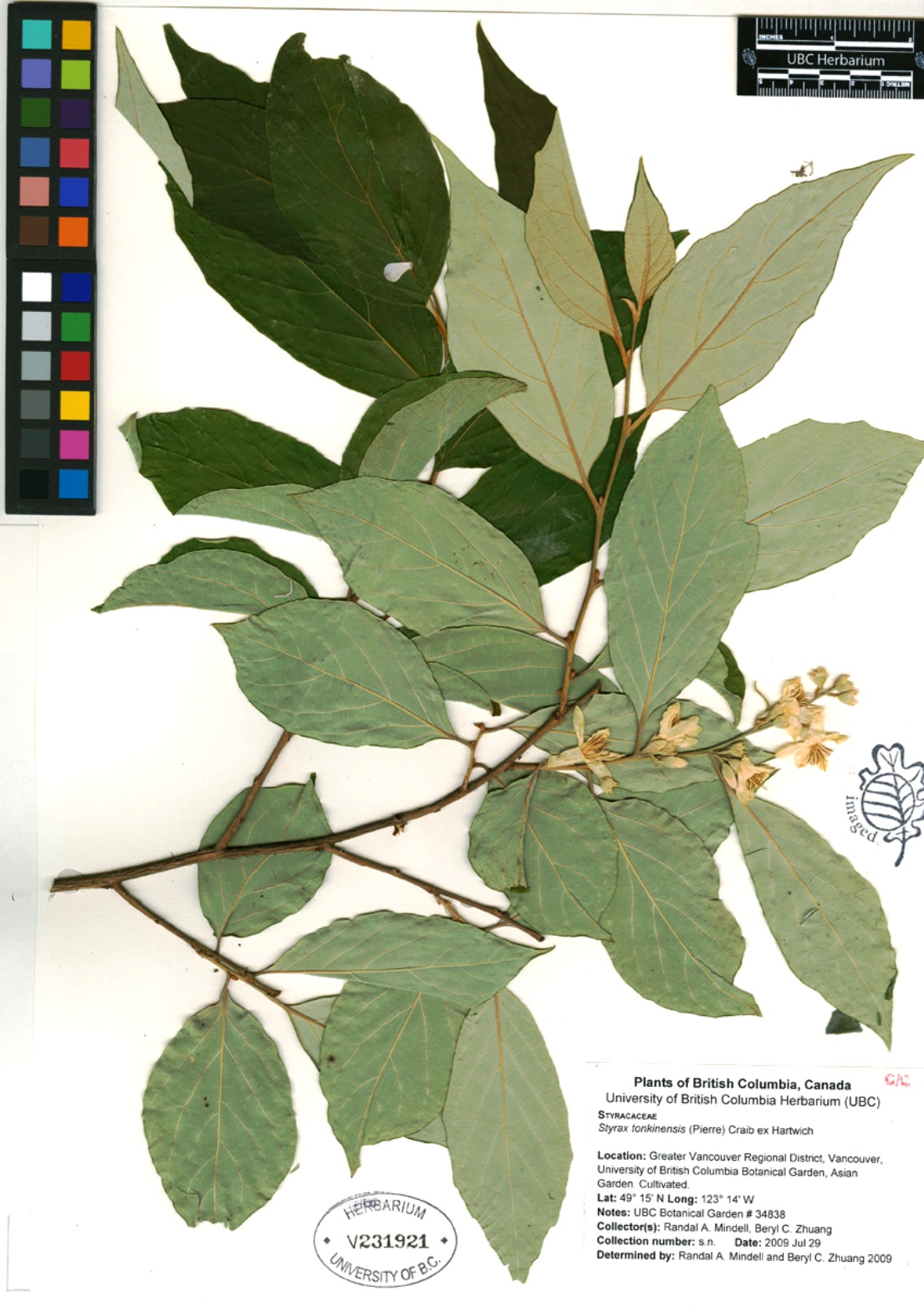 Styrax tonkinensis: Systematics, Etymology, Habitat, Cultivation