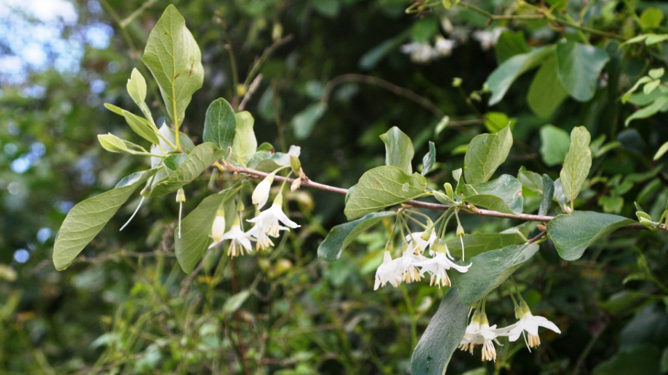 Styrax officinalis: Sistematica, Etimologia, Habitat, Coltivazione ...