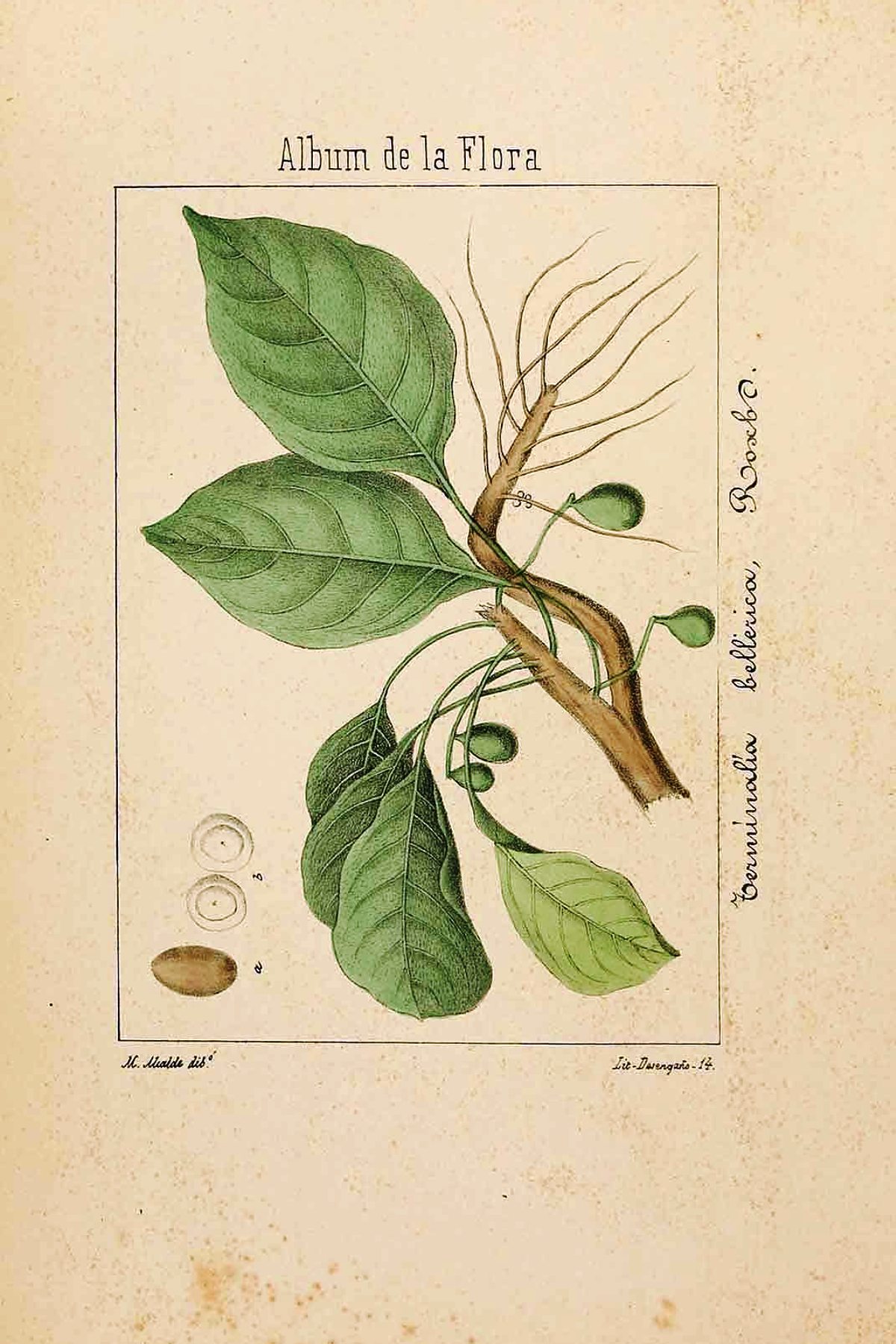 Terminalia bellirica: Sistemática, Etimología, Hábitat, Cultivo
