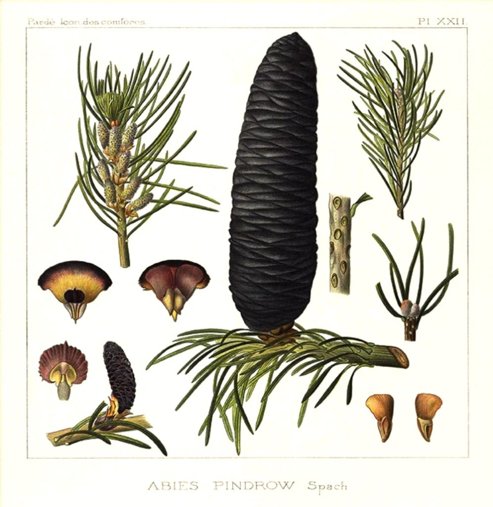 Abies pindrow: Systematics, Etymology, Habitat, Cultivation
