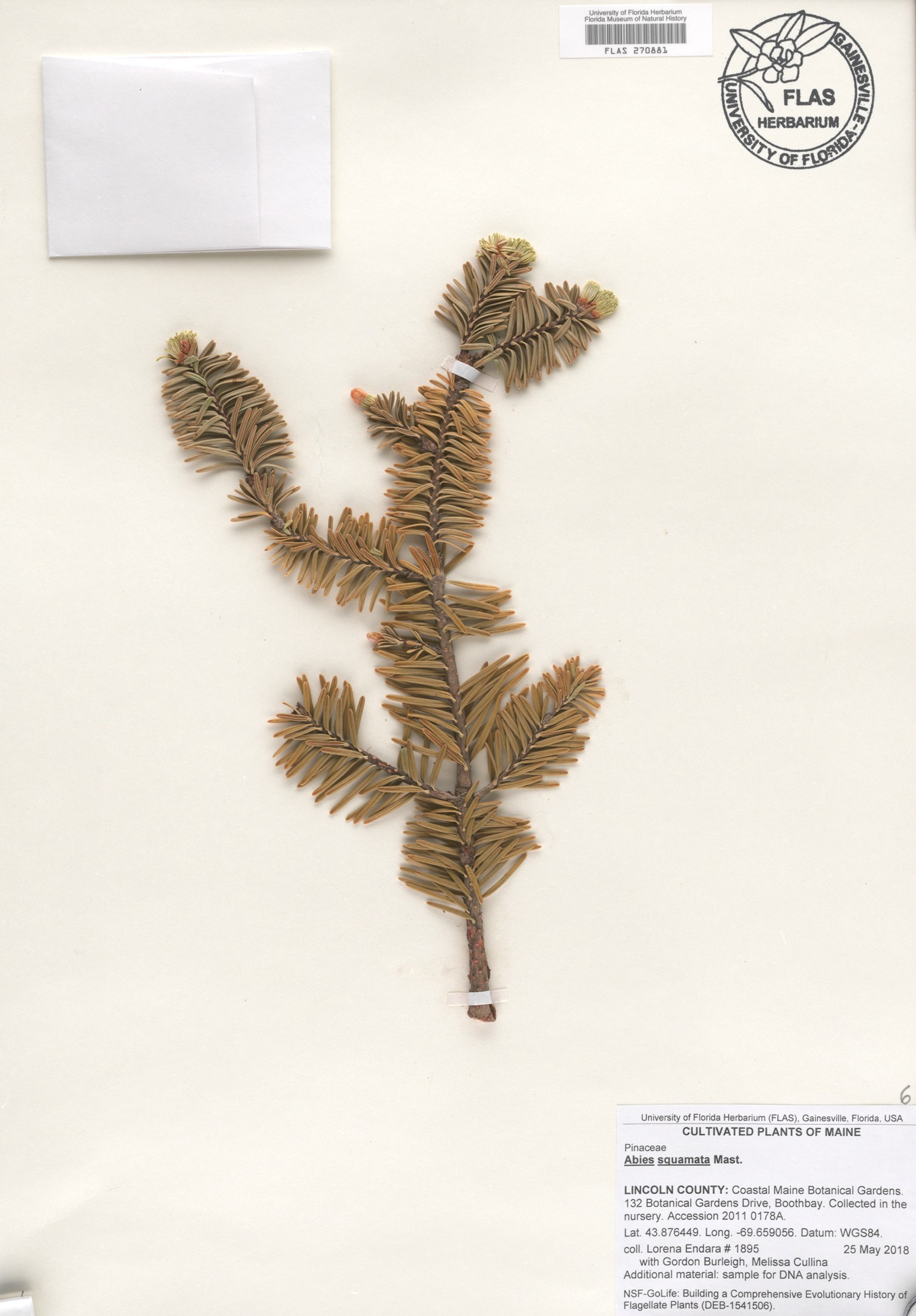 Abies squamata: Systematics, Etymology, Habitat, Cultivation