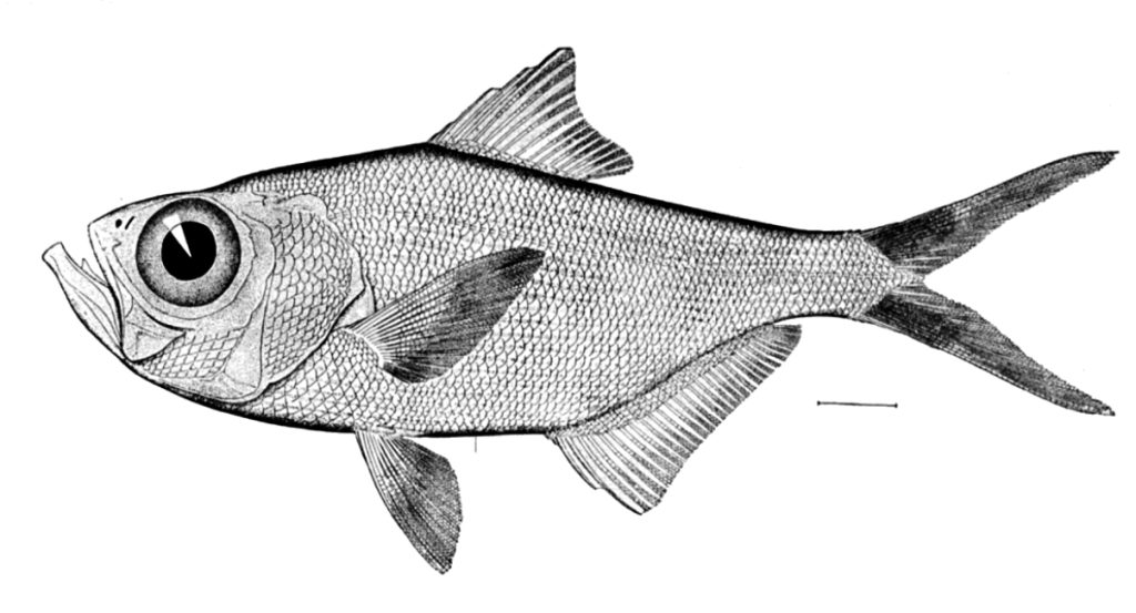 [:it]Beryx splendens: Sistematica, Habitat, Biologia, Ruolo Ecologico