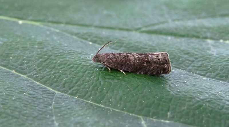 Grapholita funebrana: Systematics, Habitat, Biological cycle ...