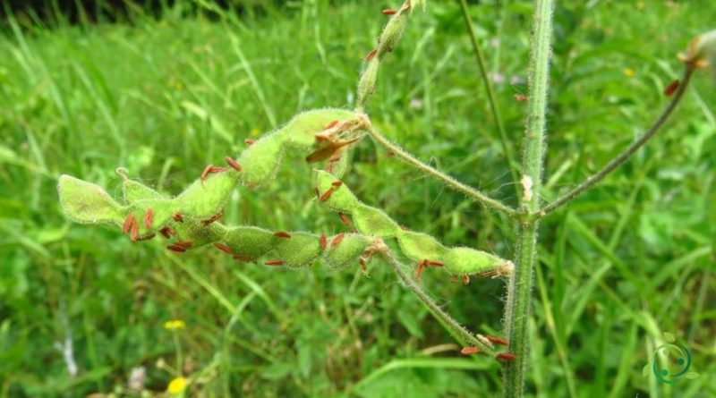 Lomentum definición y significado Archivi - Un Mondo Ecosostenibile