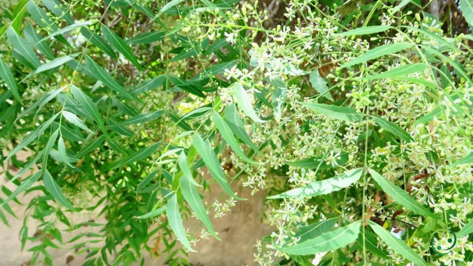 Reproduction of the Neem Tree: Habitat, Propagation, Ecology