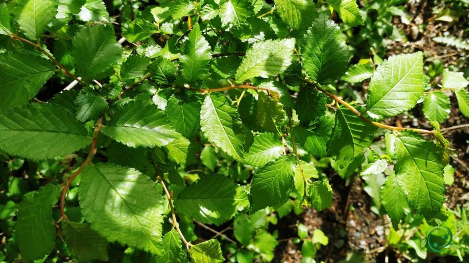 Reproducción del olmo común: hábitat, propagación ...