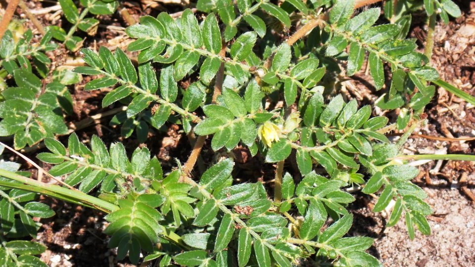 Tribulus terrestris: Systematics, Etymology, Habitat, Cultivation