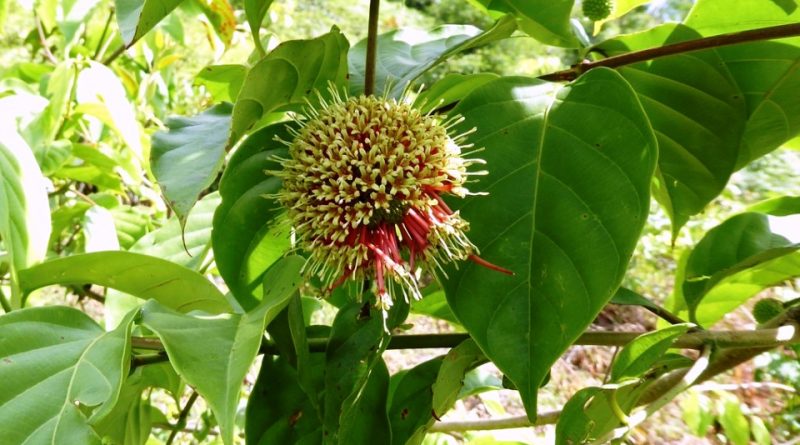 Uncaria gambir: Systematics, Etymology, Habitat, Cultivation