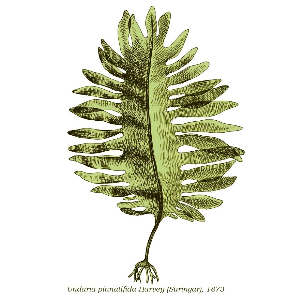 Undaria pinnatifida: Sistematica, Etimologia, Habitat, Coltivazione