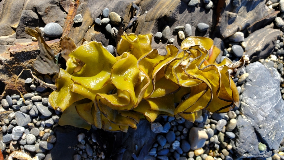 Undaria pinnatifida: Sistemática, Etimología, Hábitat, Cultivo
