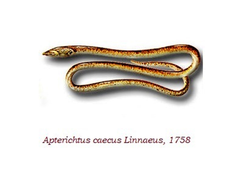 Apterichtus caecus: Systematics, Habitat, Biology, Ecology ...