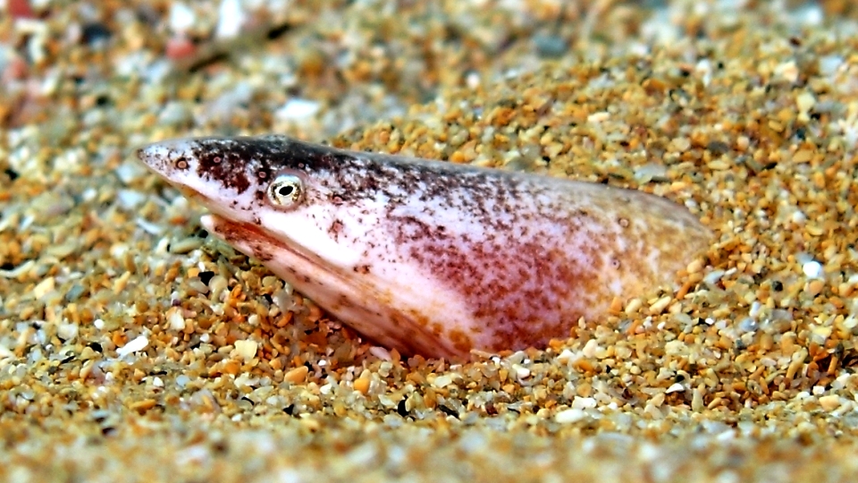 Apterichtus caecus: Sistemática, Hábitat, Biología, Ecología...