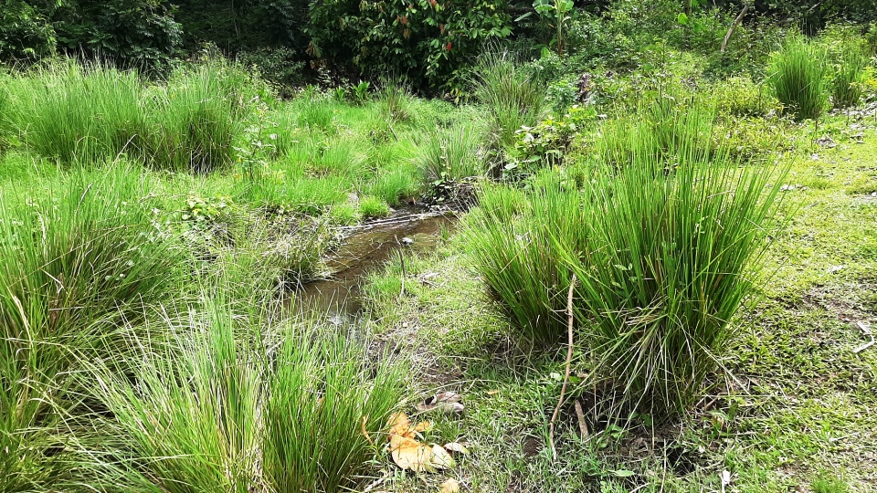 Chrysopogon Zizanioides Systematics Habitat Cultivation