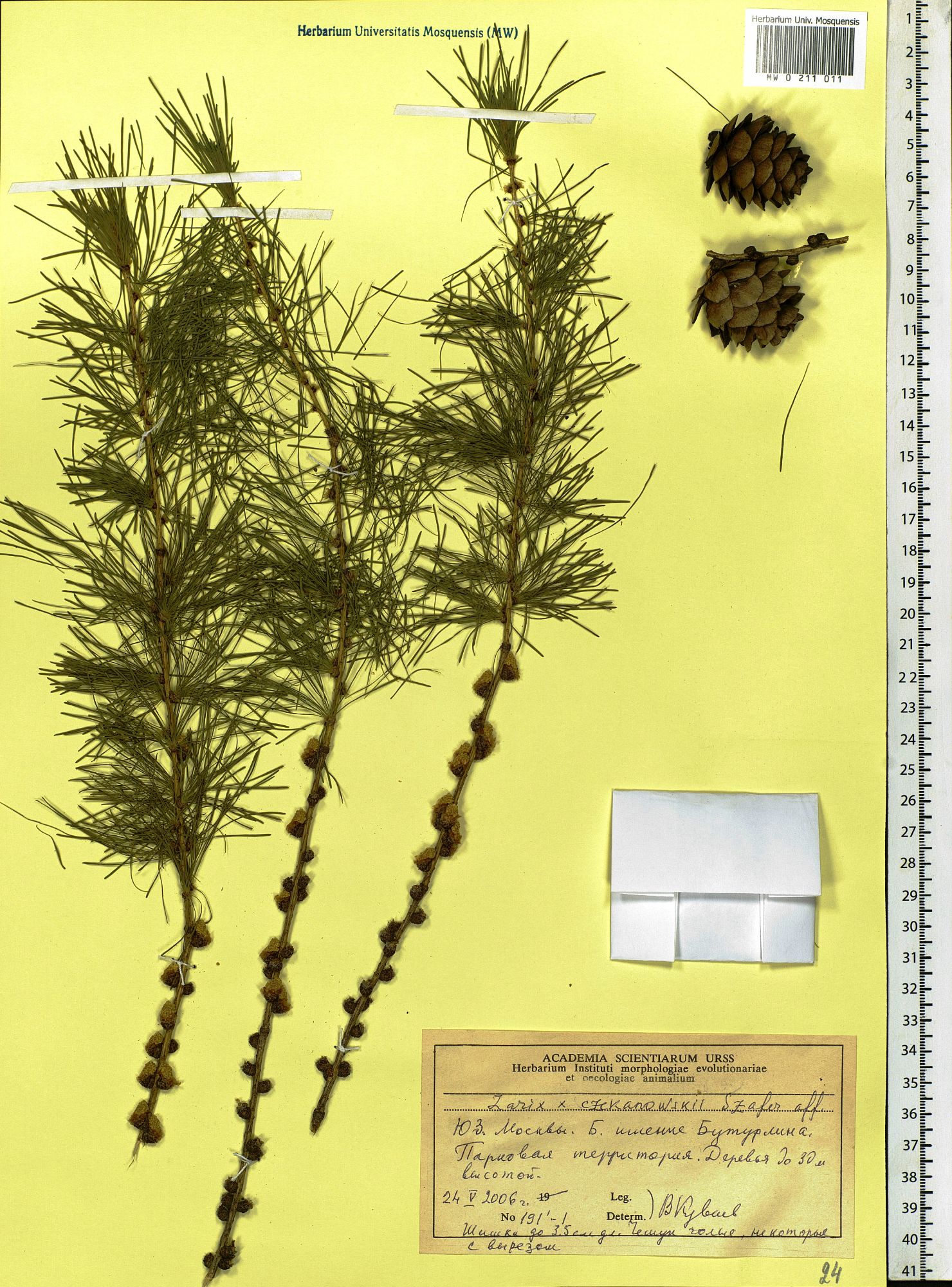 Larix czekanowskii: Sistemática, Etimología, Hábitat, Cultivo