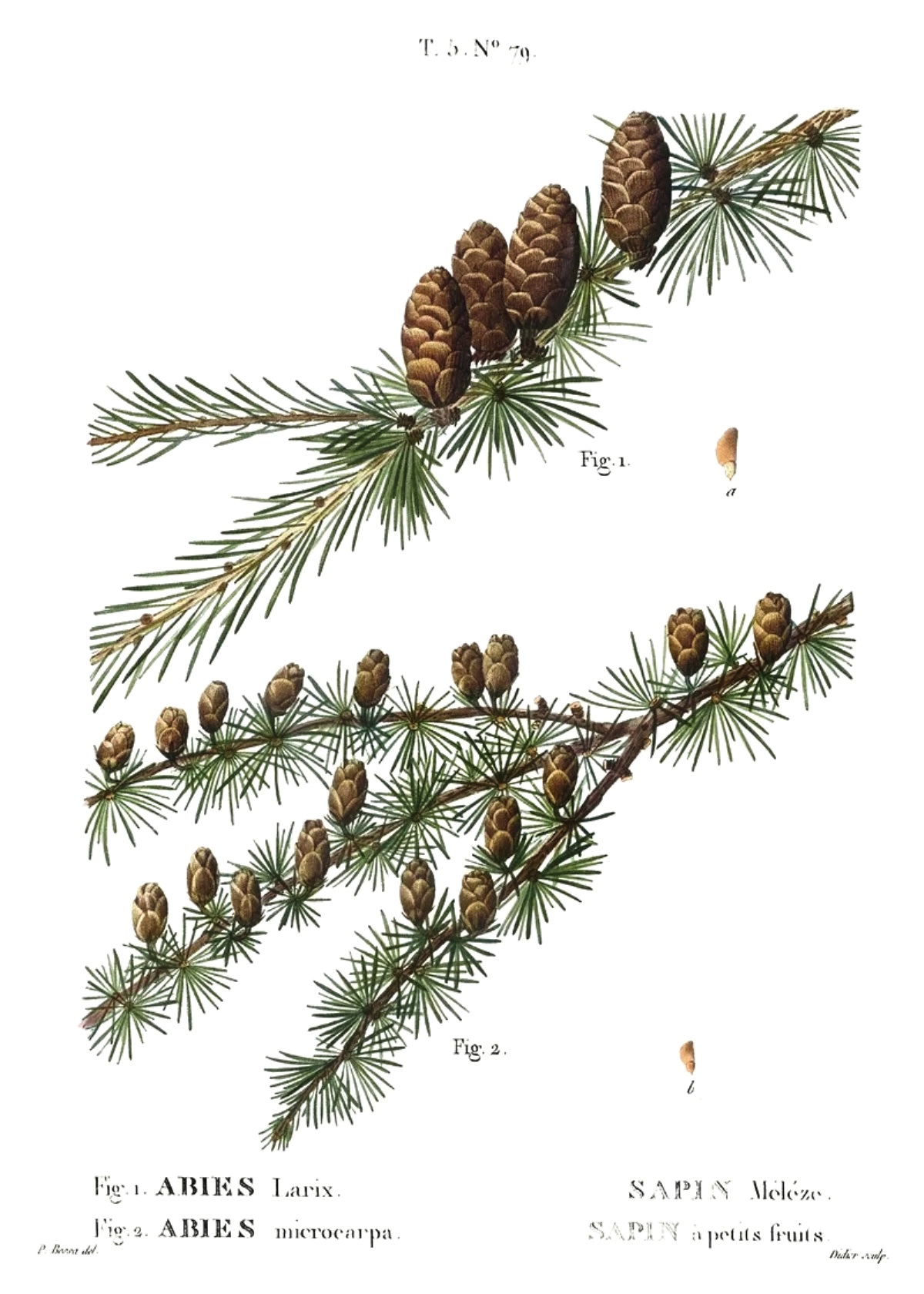 Larix laricina: Sistemática, Etimología, Hábitat, Cultivo...