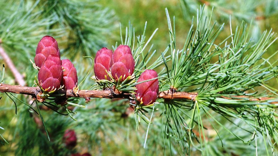 Larix laricina: Systematics, Etymology, Habitat, Cultivation ...