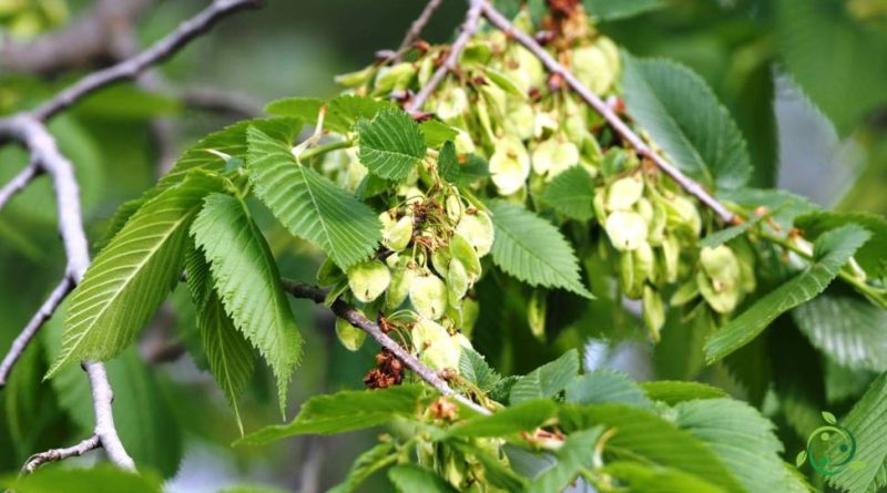 Reproducción del olmo blanco europeo: Hábitat, Propagación...