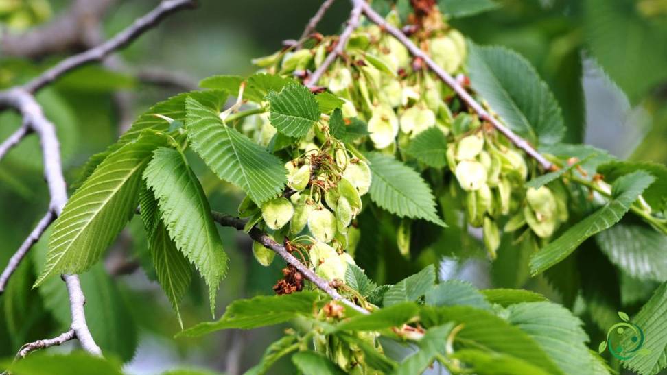Reproducción del olmo blanco europeo: Hábitat, Propagación...