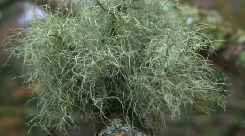 Usnea barbata: Sistemática, Etimología, Hábitat, Reconocimiento