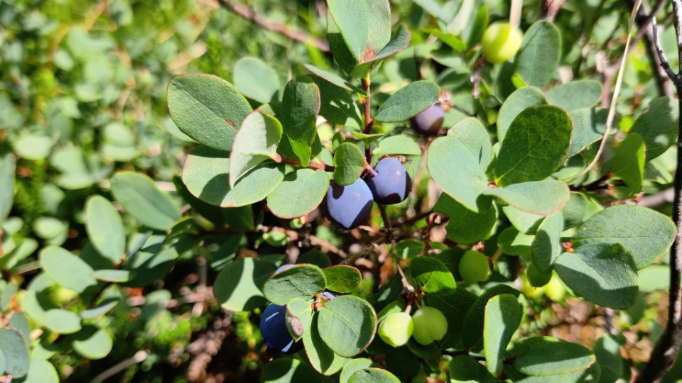 Vaccinium uliginosum: Systematics, Habitat, Cultivation ...