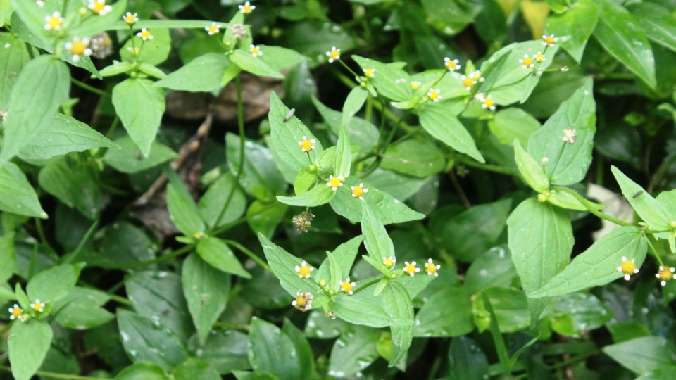 Galinsoga parviflora: Systematics, Etymology, Habitat, Cultivation