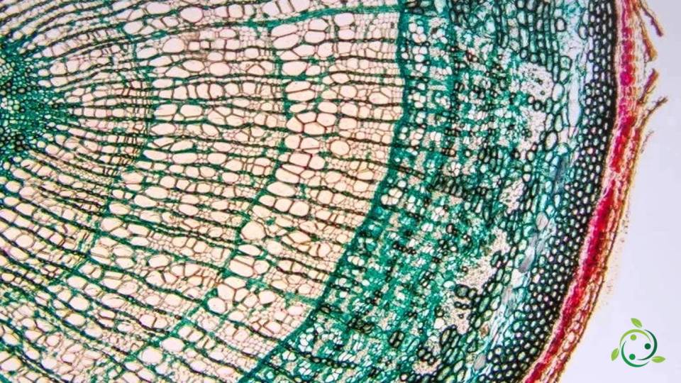 Meristem: definition, structures, functions, characteristics ...