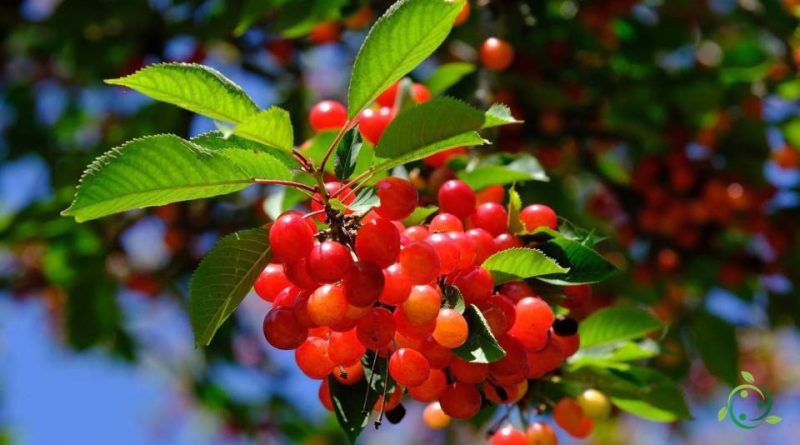 Cómo podar la guinda: época, sistema, técnica, método...