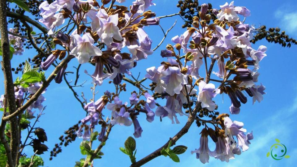 Reproduction of Princess tree: Habitat, Propagation, Ecology