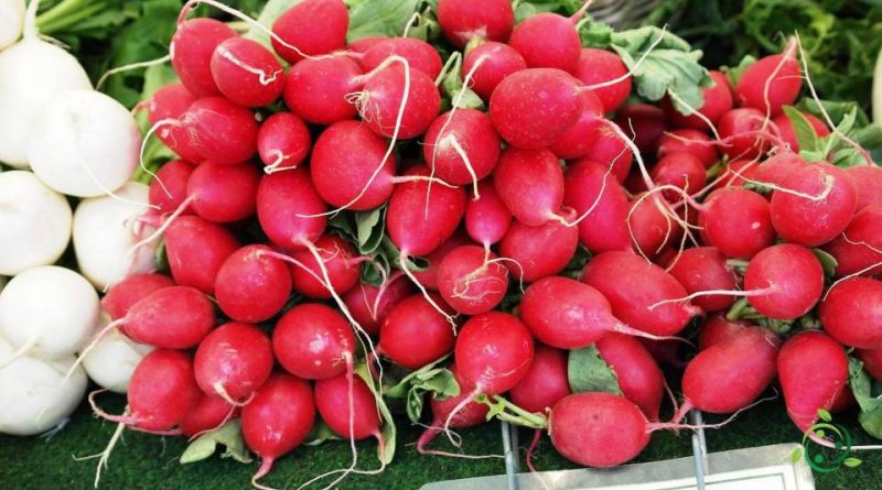 [:it]Valore nutrizionale del Ravanello: Caratteristiche, Proprietà ...[:]