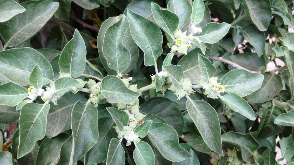 Withania somnifera: Systematics, Etymology, Habitat, Cultivation