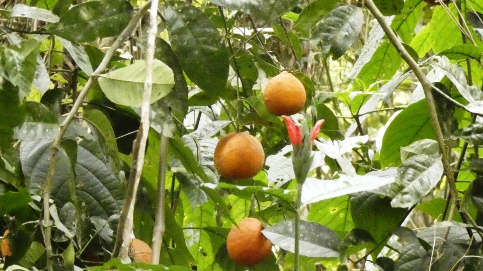 Citrus Limonia Sistematica Etimologia Habitat Coltivazione