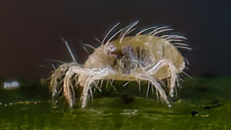 Tetranychus urticae: Sistemática, Hábitat, Ciclo de vida...