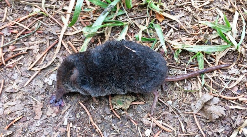 Sorex alpinus: Systematics, Habitat, Biology, Ecological Role ...