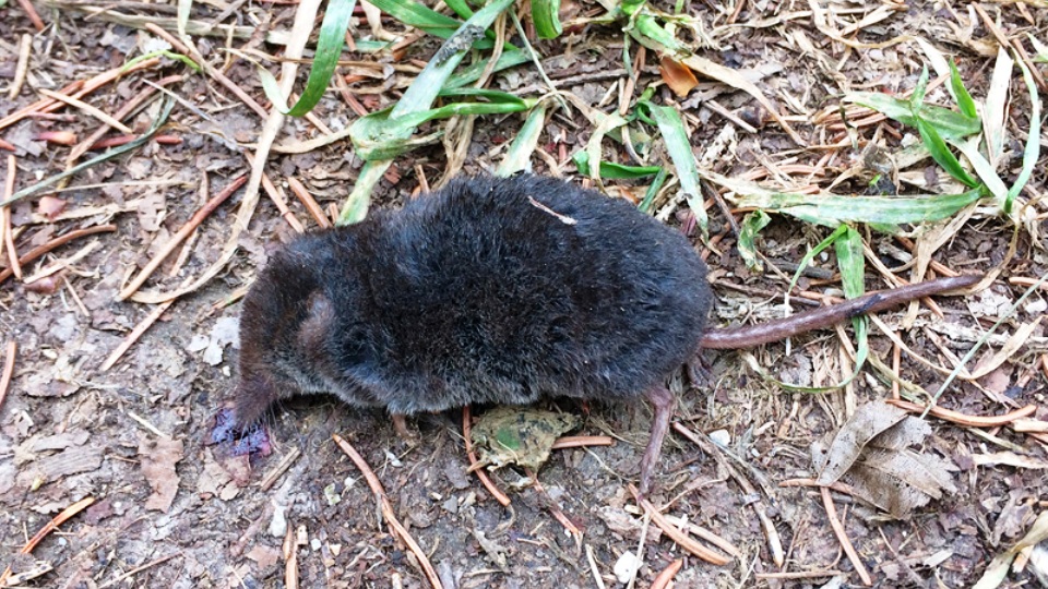 Sorex alpinus: Sistemática, Hábitat, Biología, Rol Ecológico...