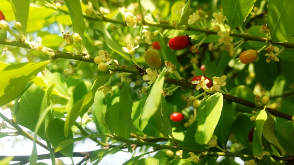 Erythroxylum coca: Sistemática, Etimología, Hábitat, Cultivo