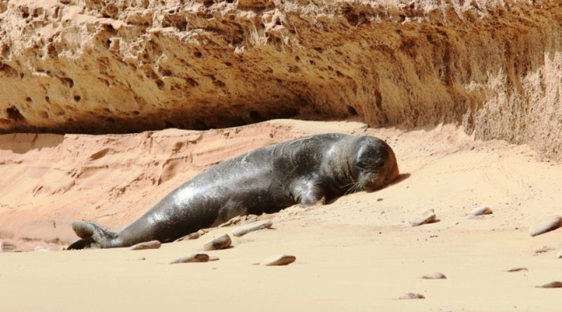 Monachus monachus: Sistematica, Habitat, Biologia, Ecologia ...