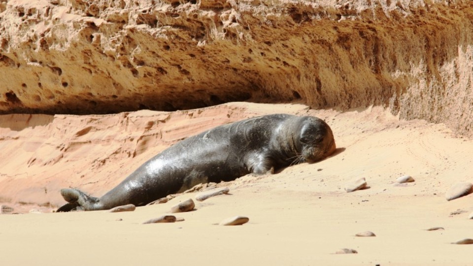 Monachus monachus: Systematics, Habitat, Biology, Ecology ...