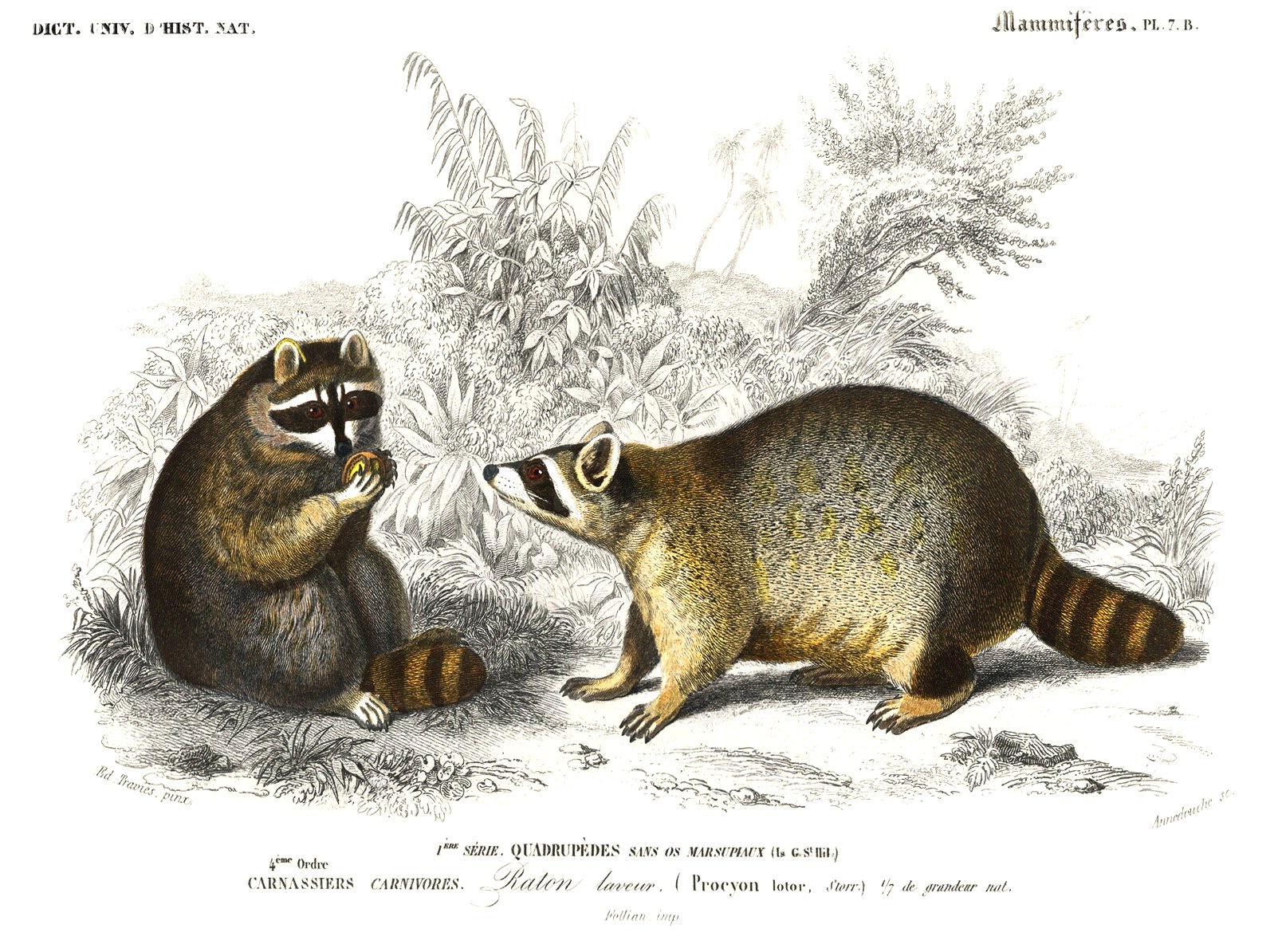 Procyon lotor: Sistemática, Hábitat, Biología, Rol Ecológico...