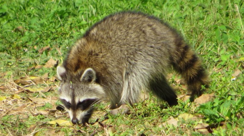Procyon lotor: Sistemática, Hábitat, Biología, Rol Ecológico...