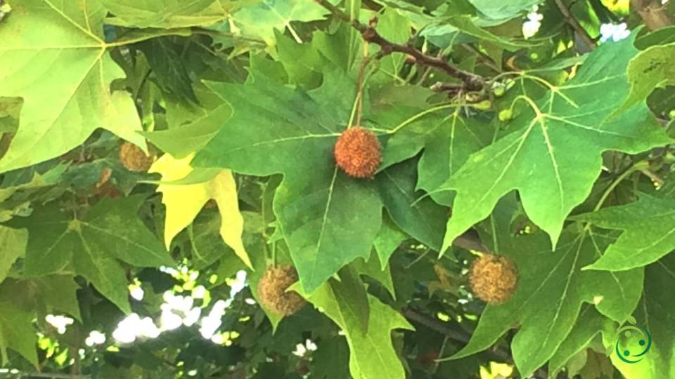 Reproduction of the Old World sycamore: Habitat, Propagation ...