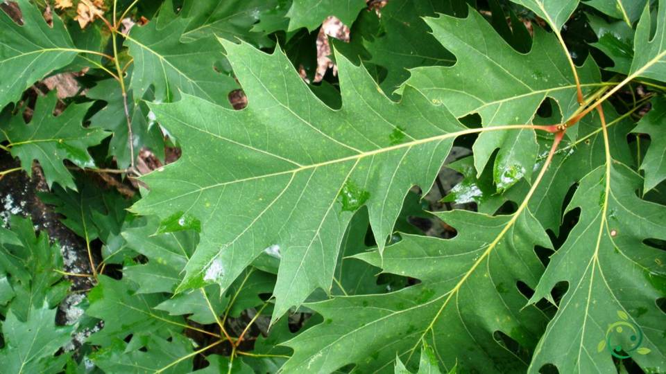 Reproduction of the northern red oak: habitat, propagation, ecology