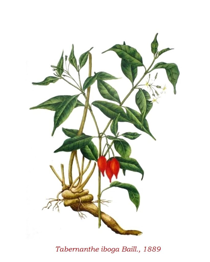 Tabernanthe iboga: Systematics, Etymology, Habitat, Cultivation