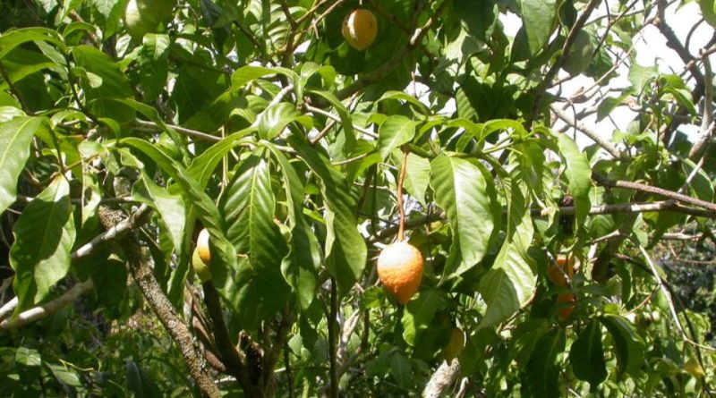 Tabernanthe iboga: Systematics, Etymology, Habitat, Cultivation