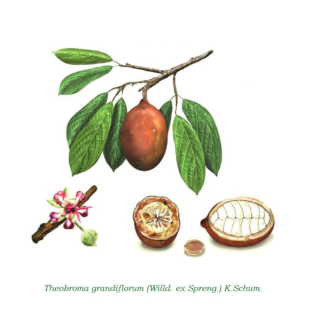 Theobroma grandiflorum: systematics, habitat, cultivation ...