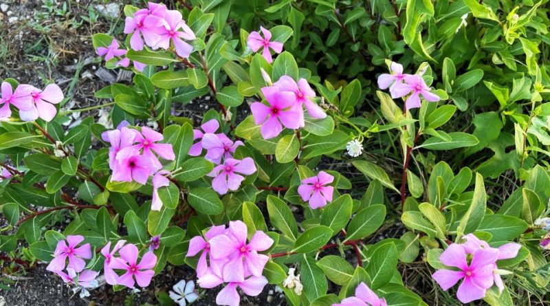 Catharanthus roseus: Systematics, Etymology, Habitat, Cultivation