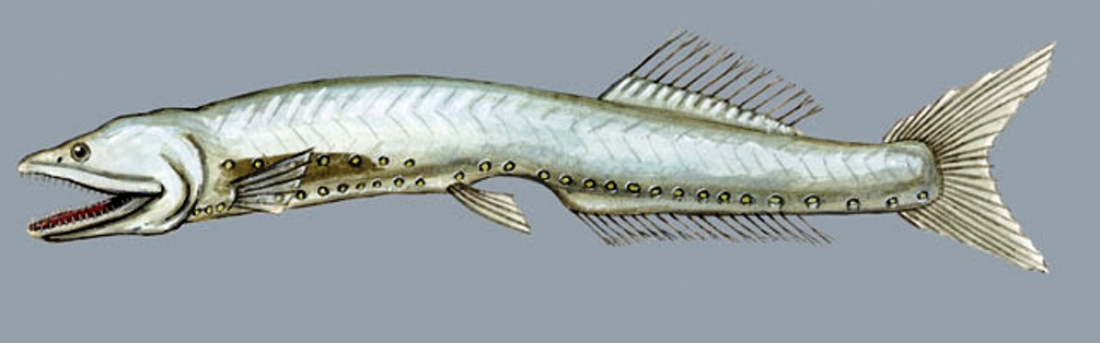 Cyclothone braueri: Systematics, Habitat, Biology, Ecological Role