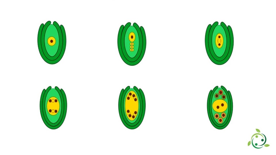 Embryogenesis: definition, process, growth, stages, characteristics