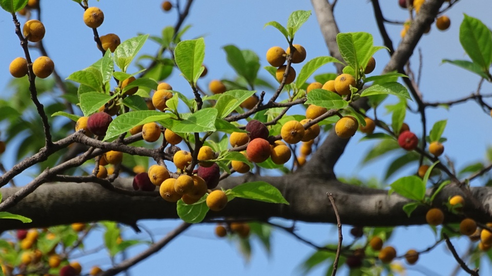 Ficus exasperata: Sistemática, Etimología, Hábitat, Cultivo...