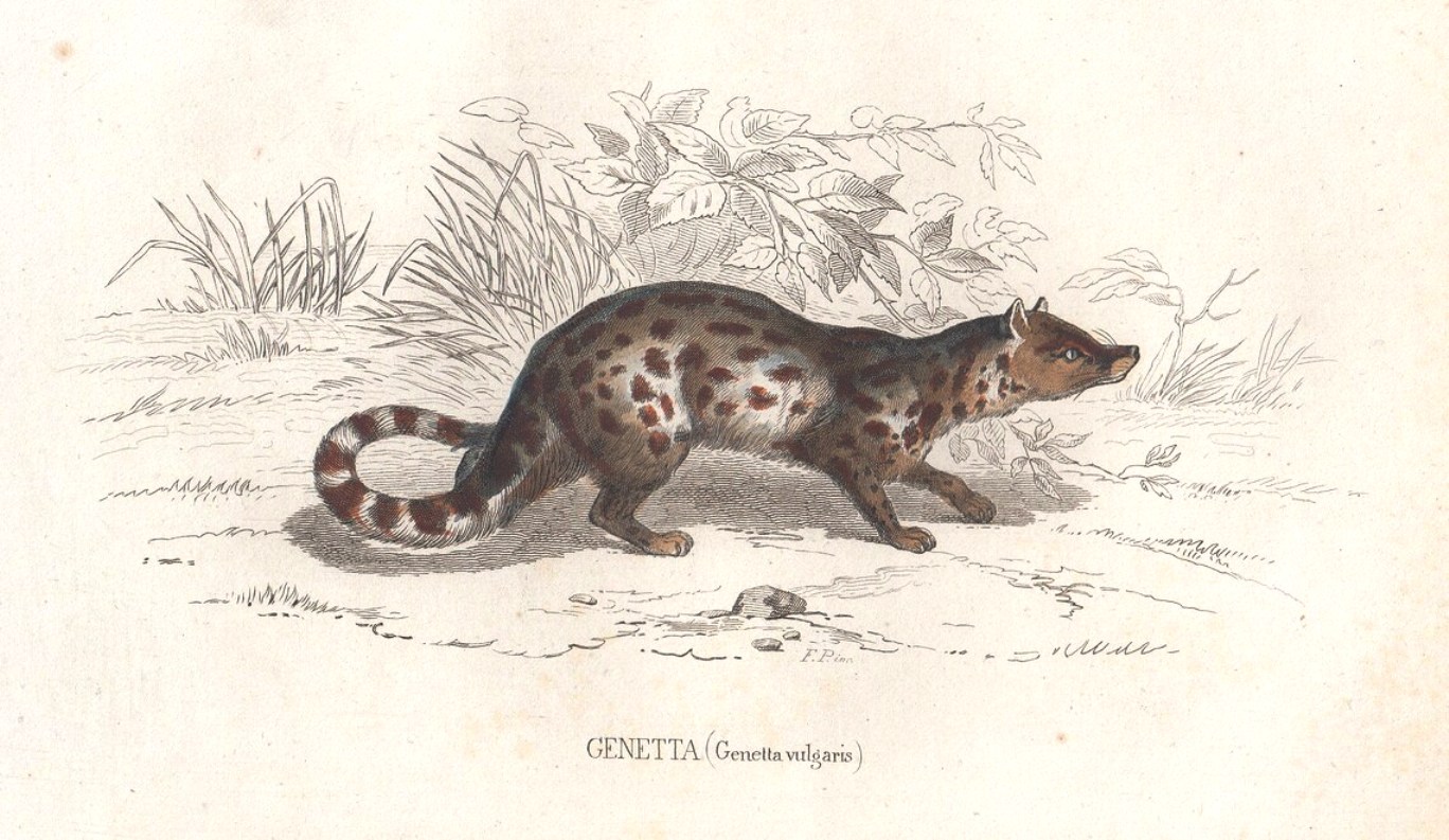 Genetta genetta: systematics, habitat, biology, ecological role ...