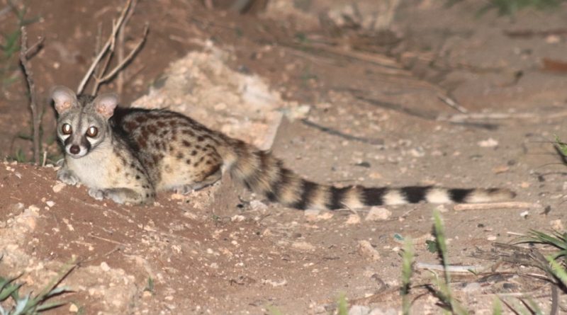 Genetta genetta: systematics, habitat, biology, ecological role ...